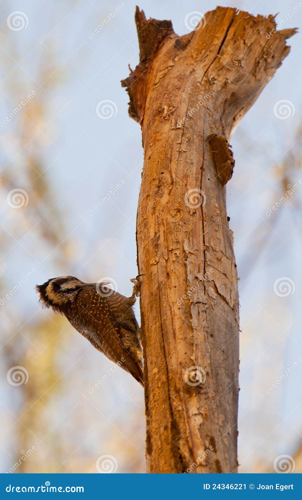 A Bearded Woodpecker on a Log Stock Image - Image of creature ...