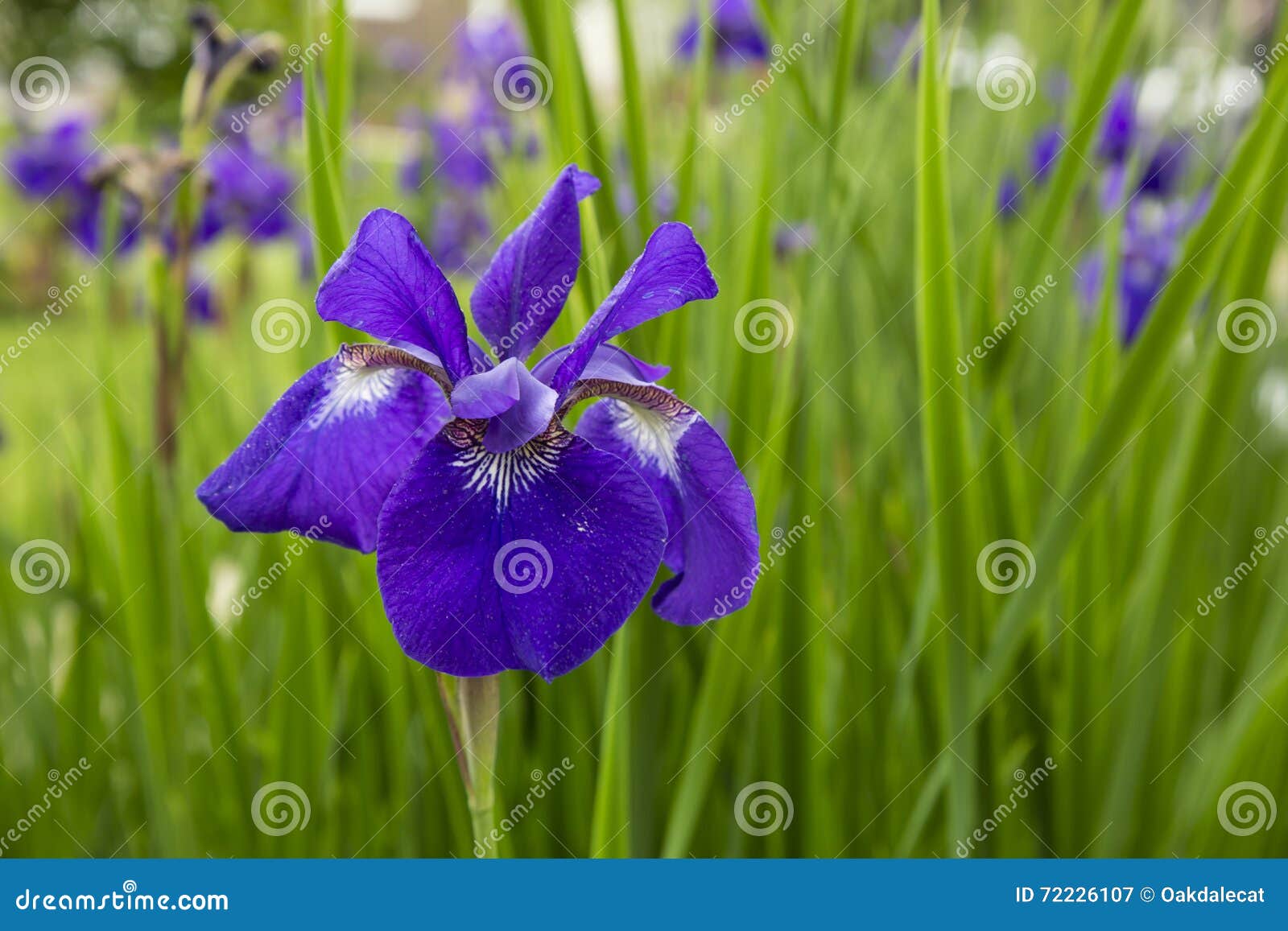 Beardless Purple Siberian Iris Stock Image - Image of garden, iris ...