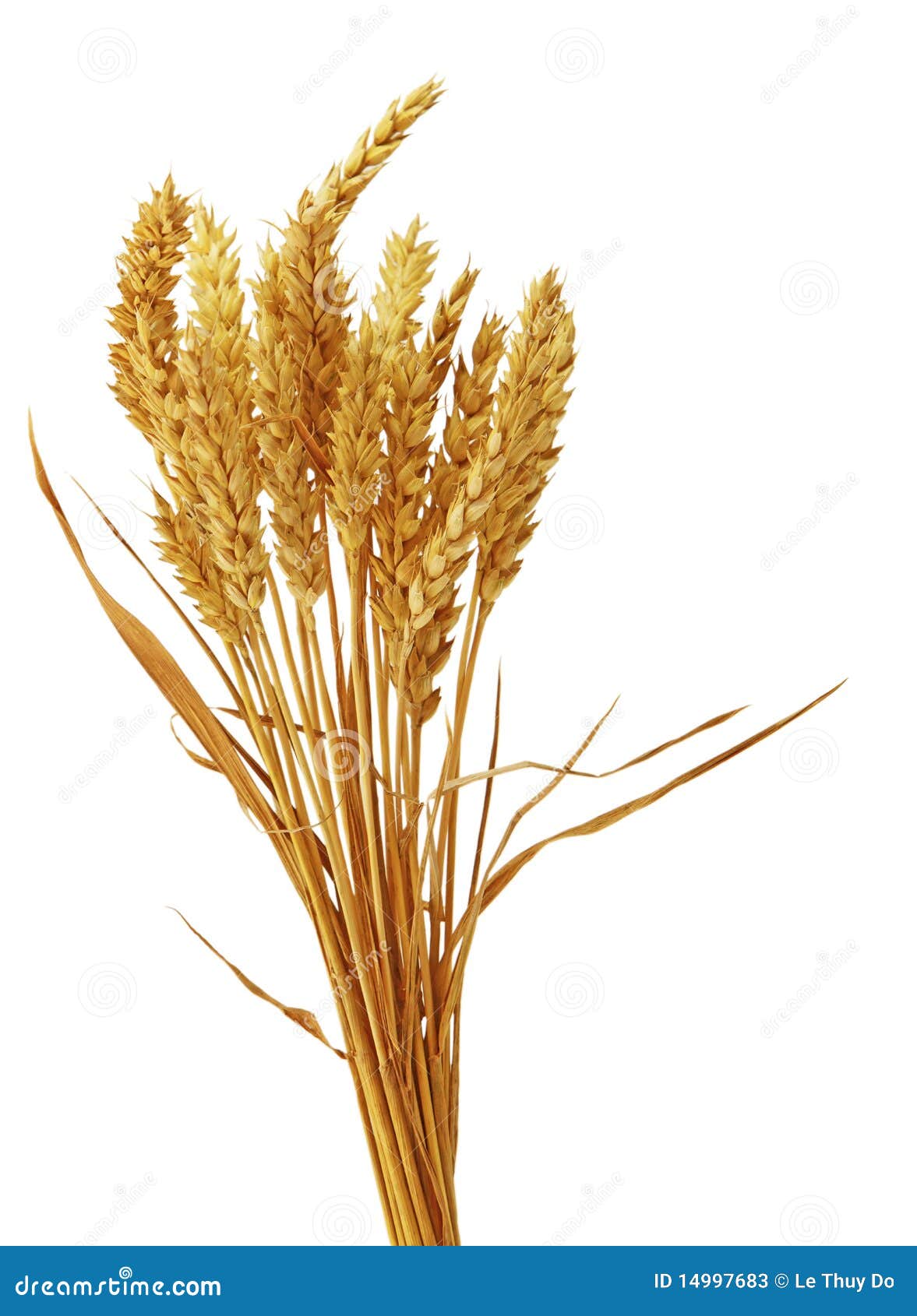 Beardless Wheat stock image. Image of agriculture, fertility - 14997683