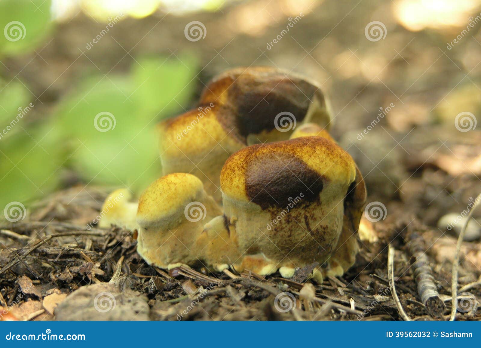 Group Mycelium Yellow Brown Spots Stock Photos - Free & Royalty-Free ...