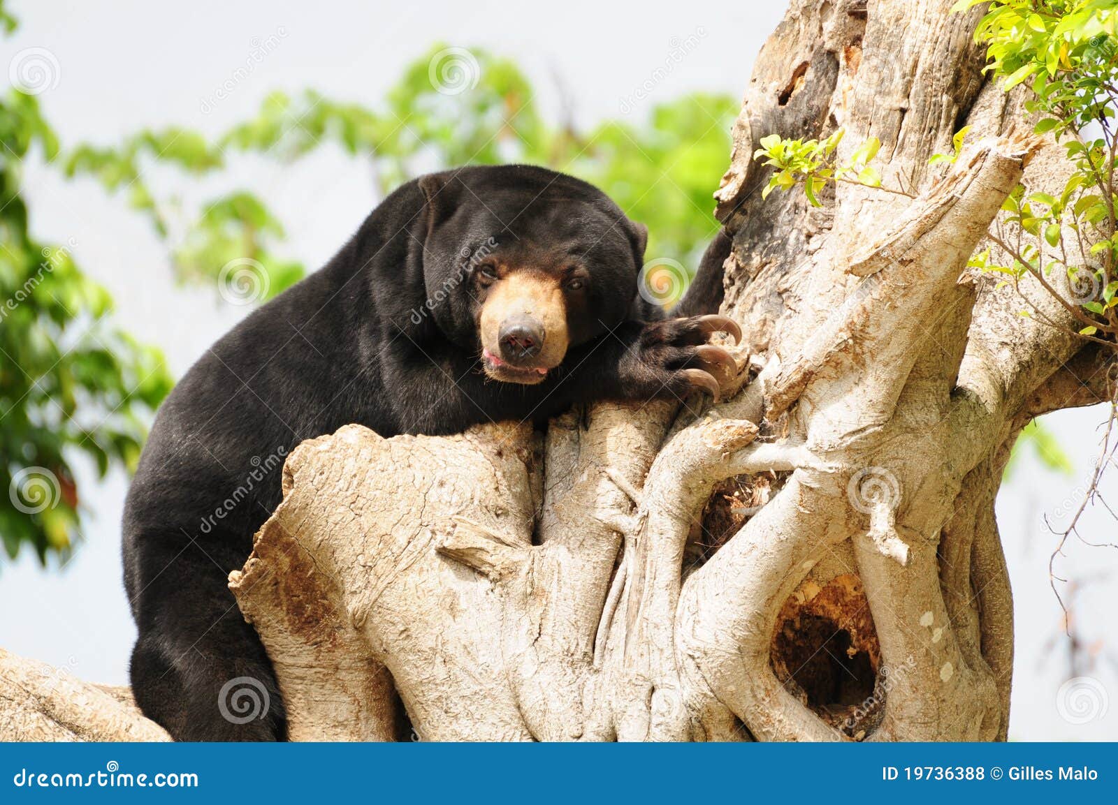 Bearly Awake stock photo. Image of solitary, animal, asia - 19736388