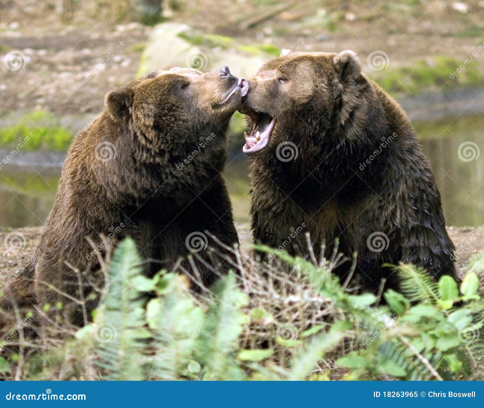 Happy Brown Bears Playing Together Wildlife Stock Image - Image of ...