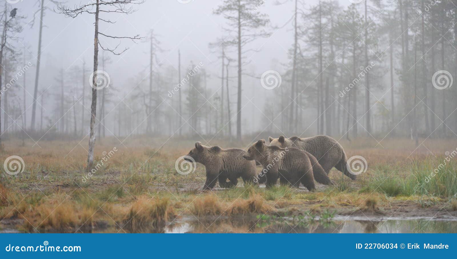 Bears in the autumn mist stock photo. Image of swamp - 22706034