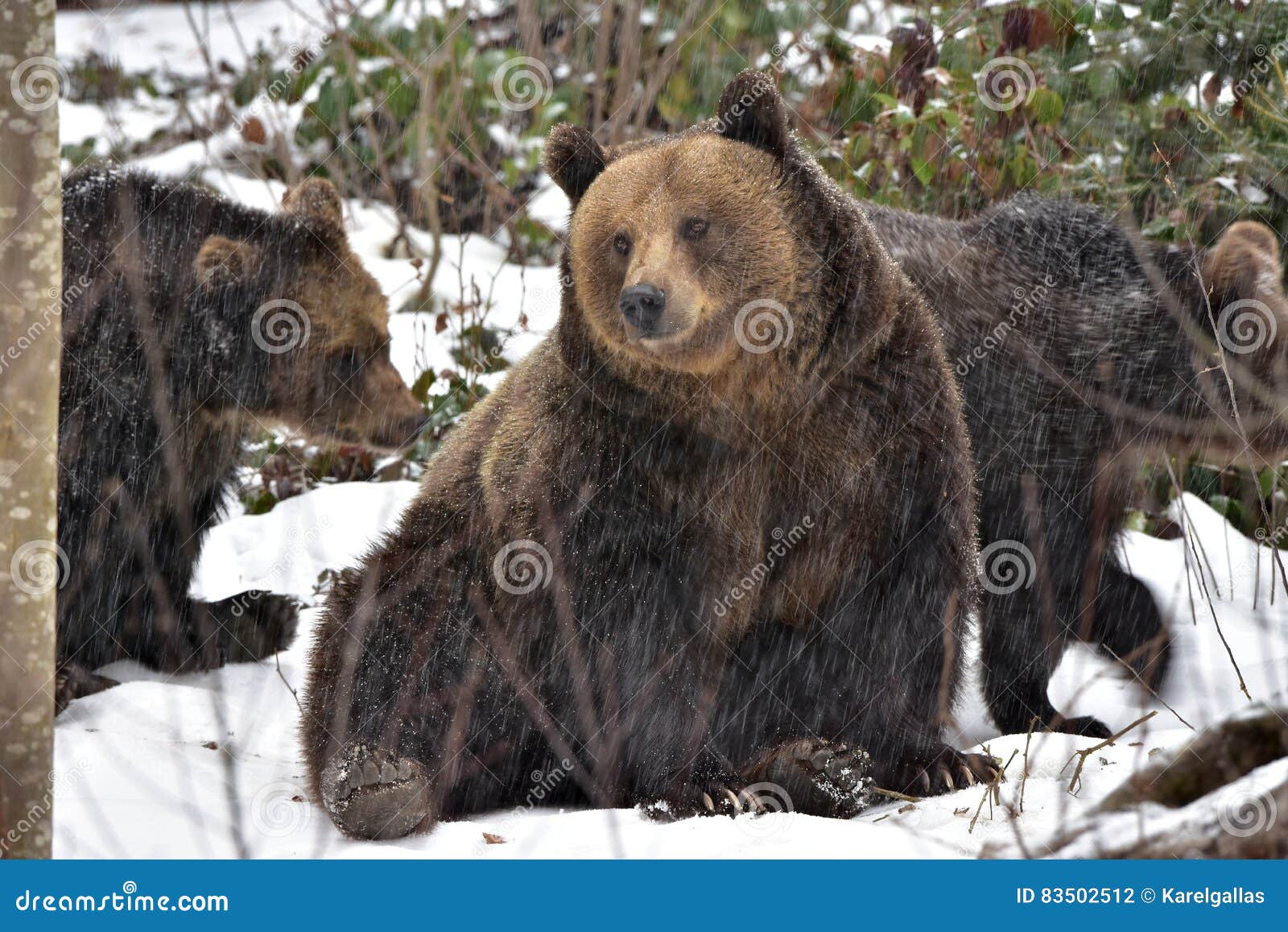 Bears in Bavarian Nature Reserve Stock Photo - Image of fauna, wild ...