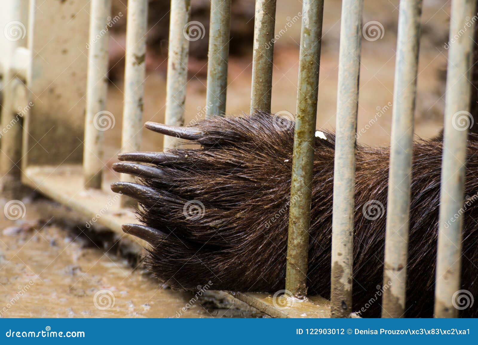 Bears Bear a Brown Bear Behind Bars Stock Photo - Image of animal, coat ...