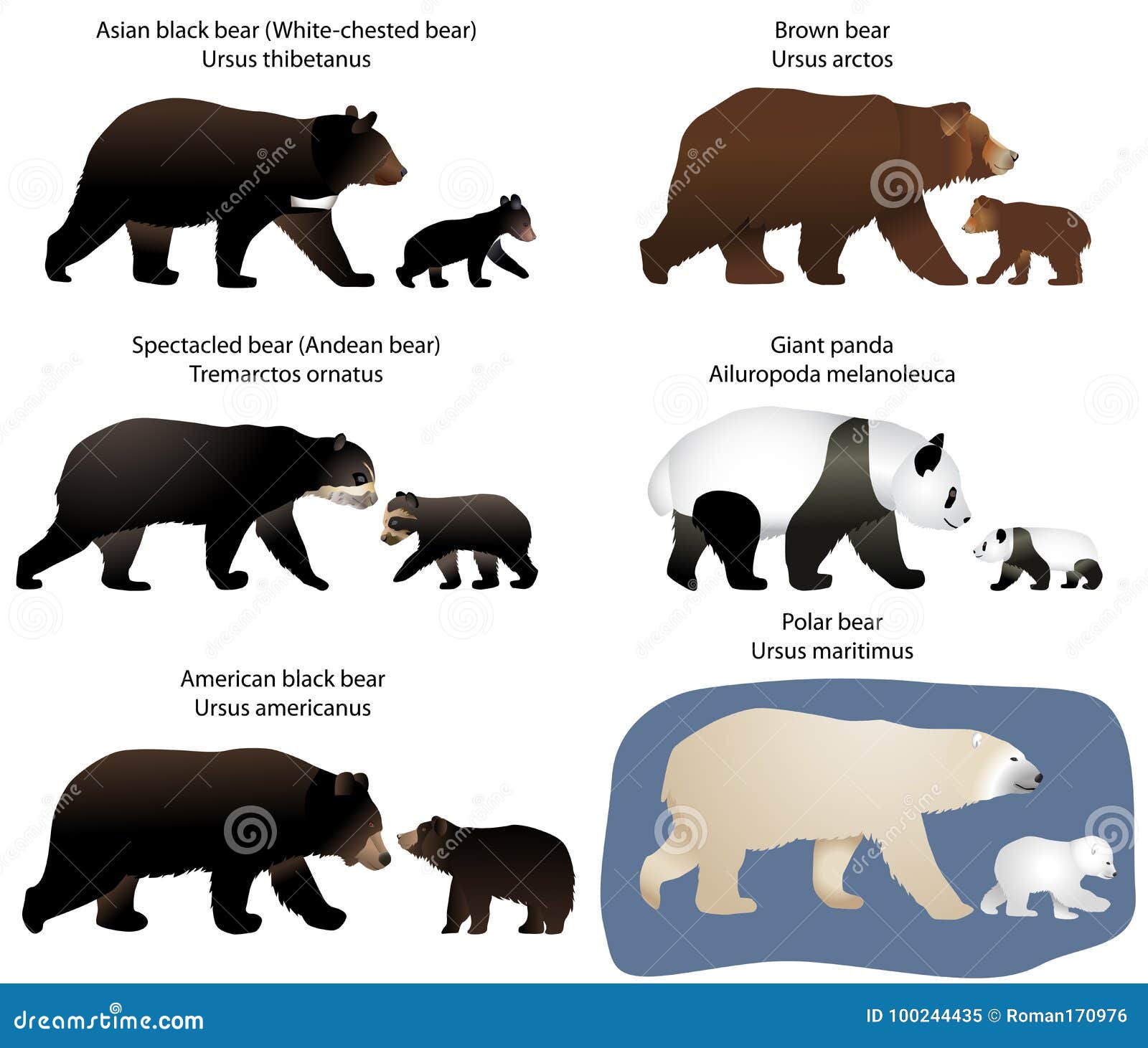 Bears and bear-cubs stock vector. Illustration of bearcubs - 100244435