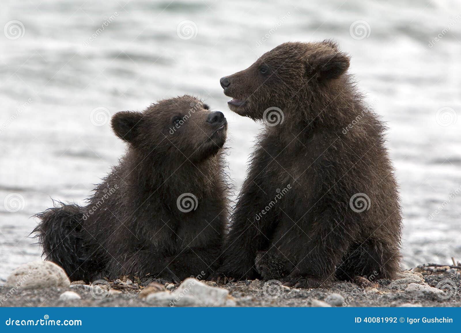 Bears stock photo. Image of ecology, animal, backlit - 40081992