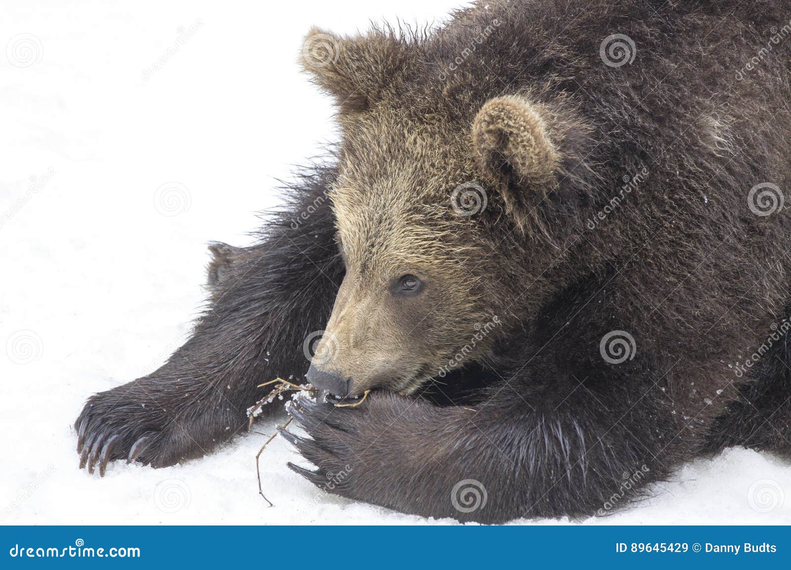Bears in the Bohemian Forest, Germany. Stock Image - Image of fighting ...
