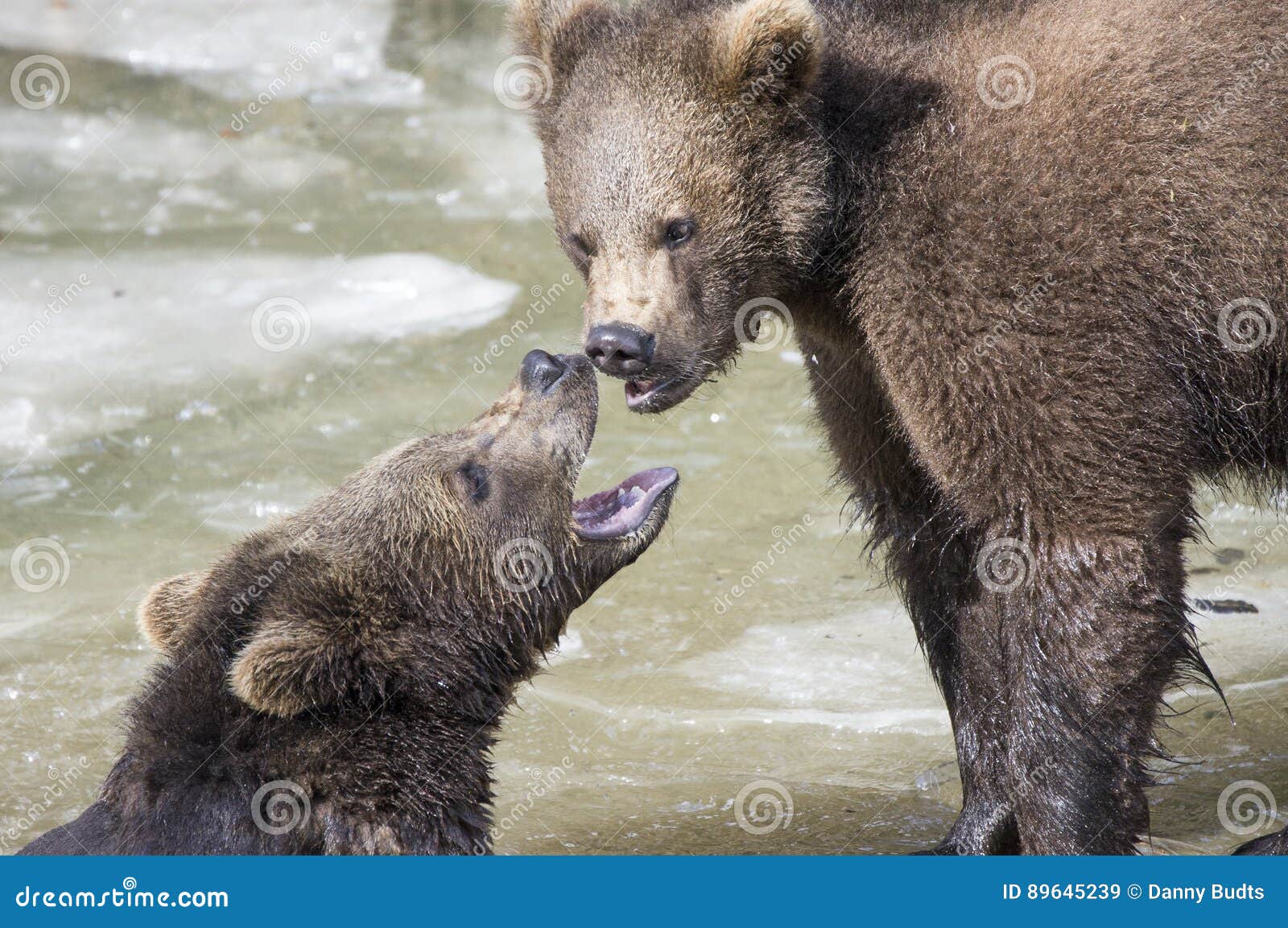 Bears in the Bohemian Forest, Germany. Stock Image - Image of bears ...