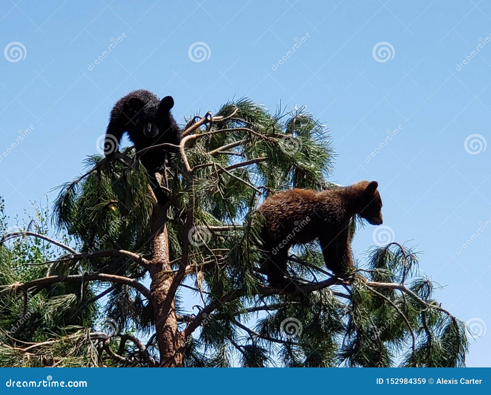Bears climbing trees stock image. Image of bears, climbing - 152984359