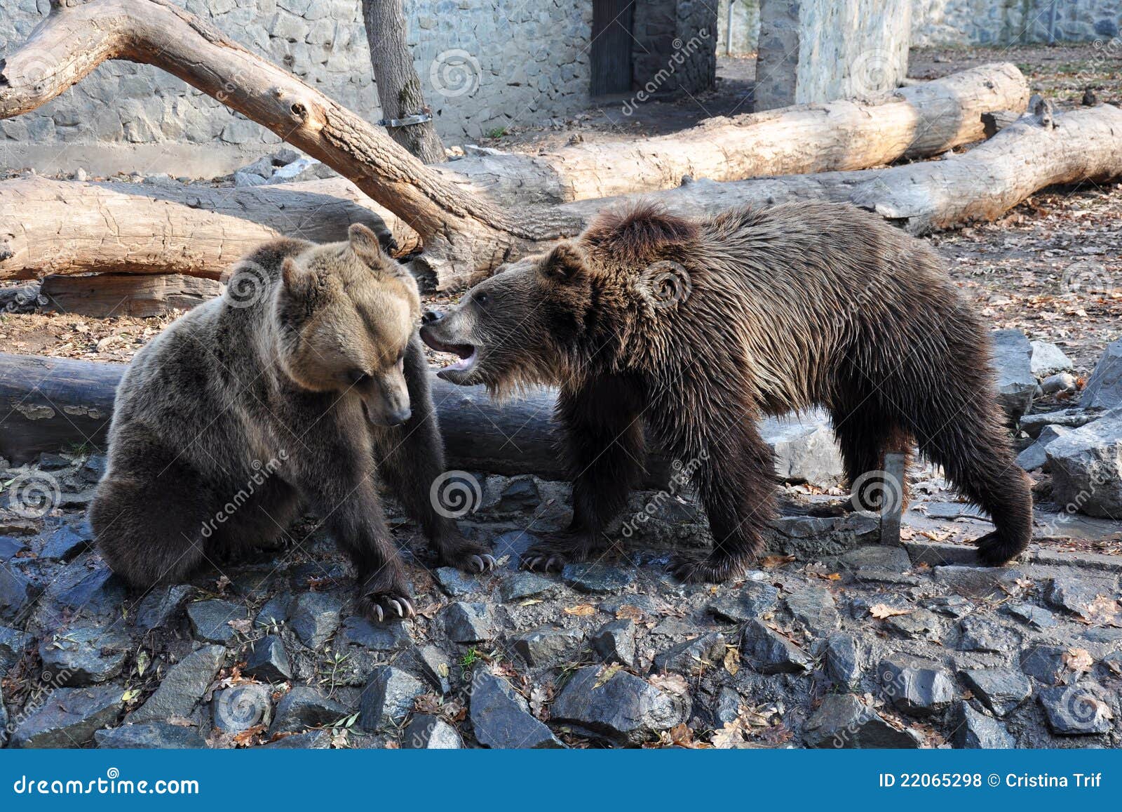 Bears fighting stock photo. Image of female, male, fight - 22065298