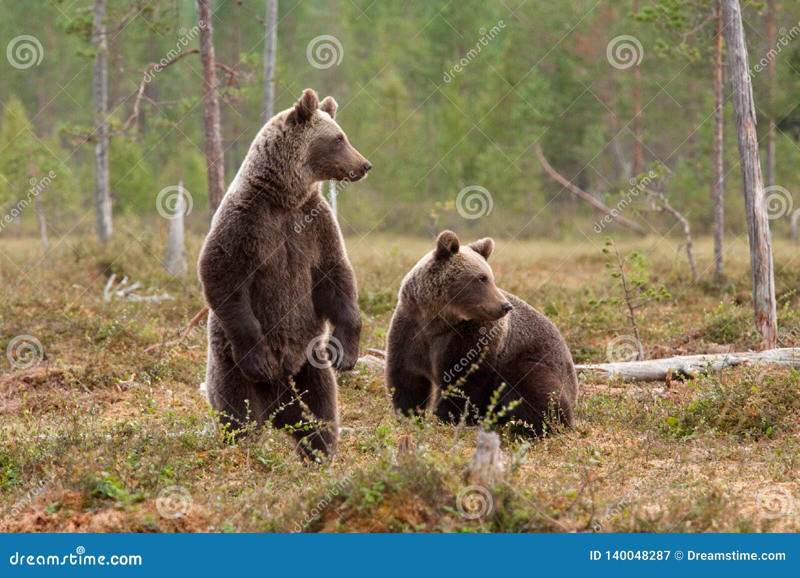 Bears in the Forest Looking Around Stock Image - Image of enjoy ...