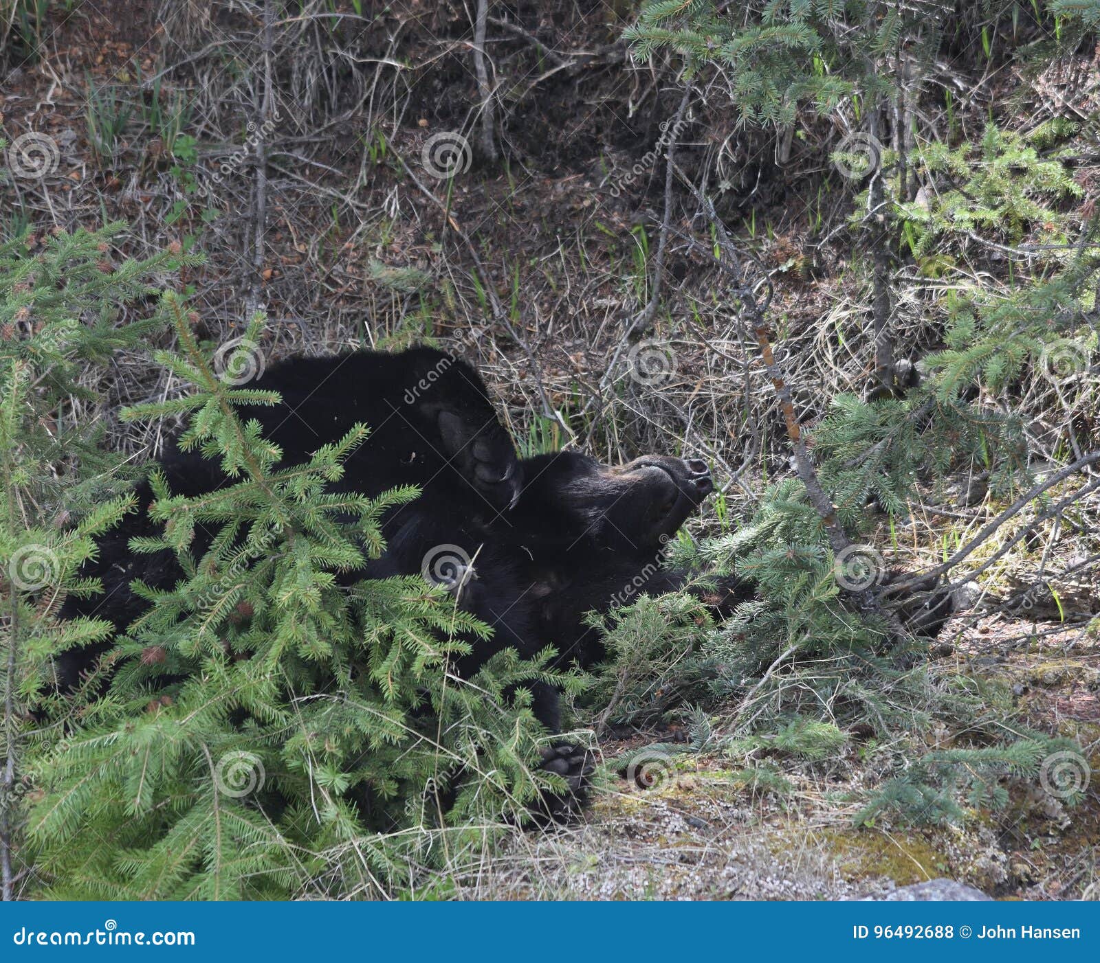 Bears napping stock photo. Image of bear, napping, large - 96492688