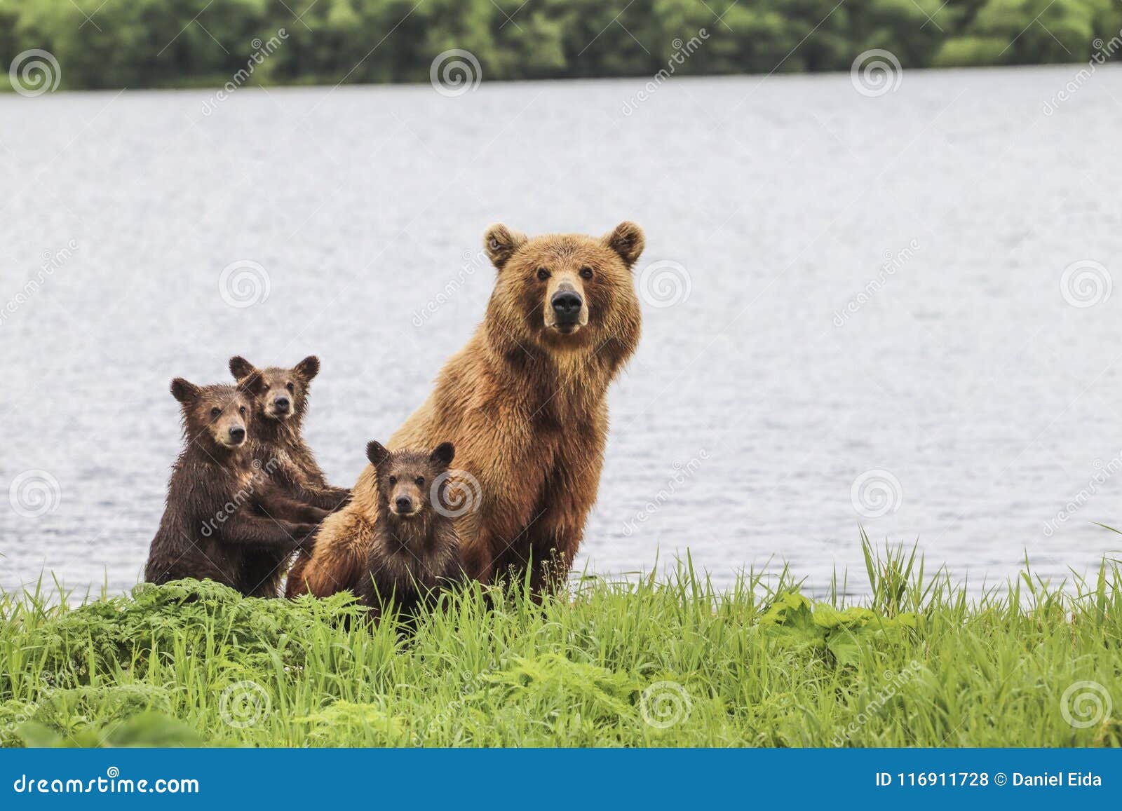 3 bears stock photo. Image of beautiful, bears, kamchatka - 116911728