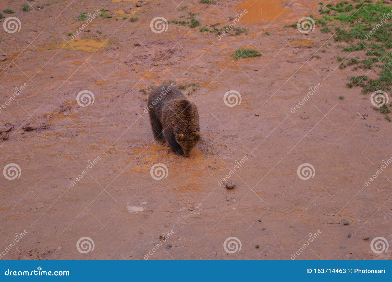 Bears Observation on a Rainy Day Stock Image - Image of beautiful ...