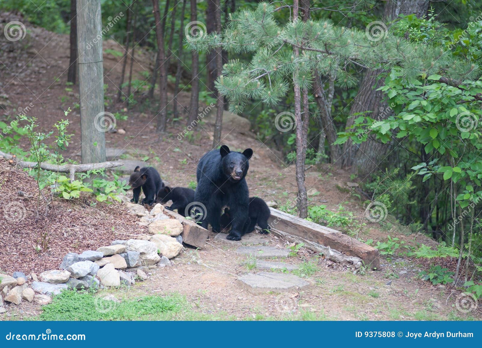 Bears on the path stock photo. Image of horizontal, trail - 9375808