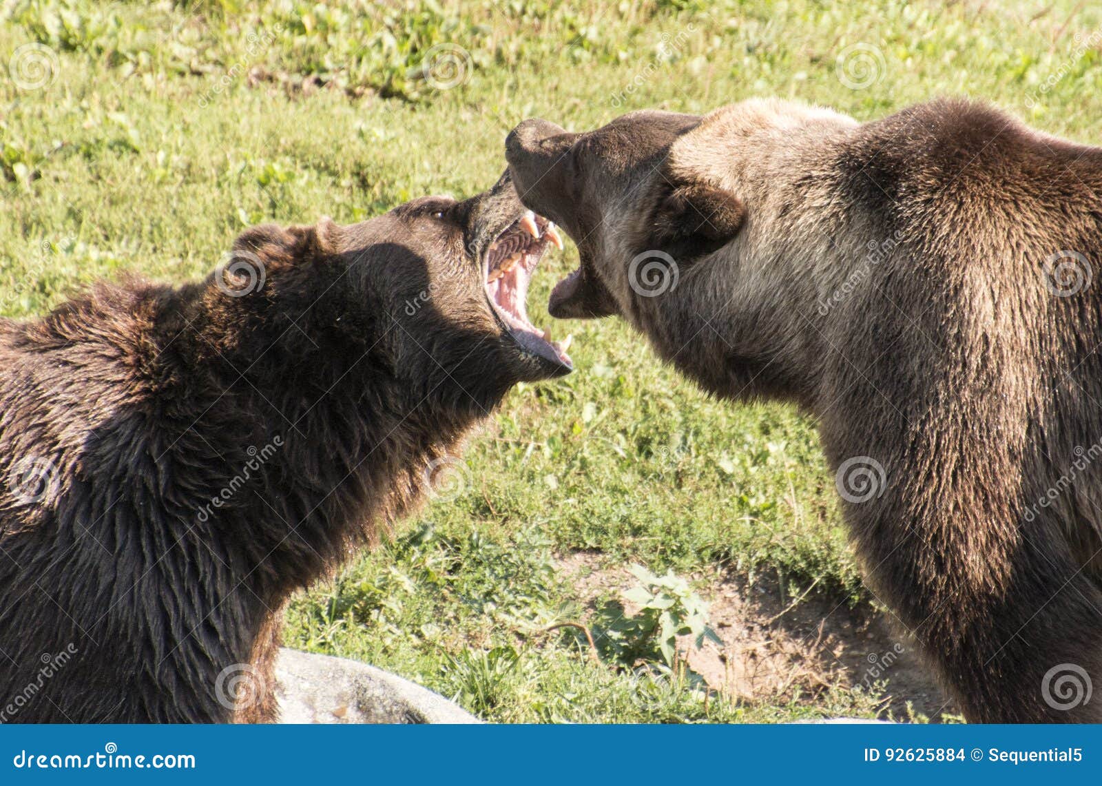 Bears at play stock photo. Image of brown, animal, north - 92625884