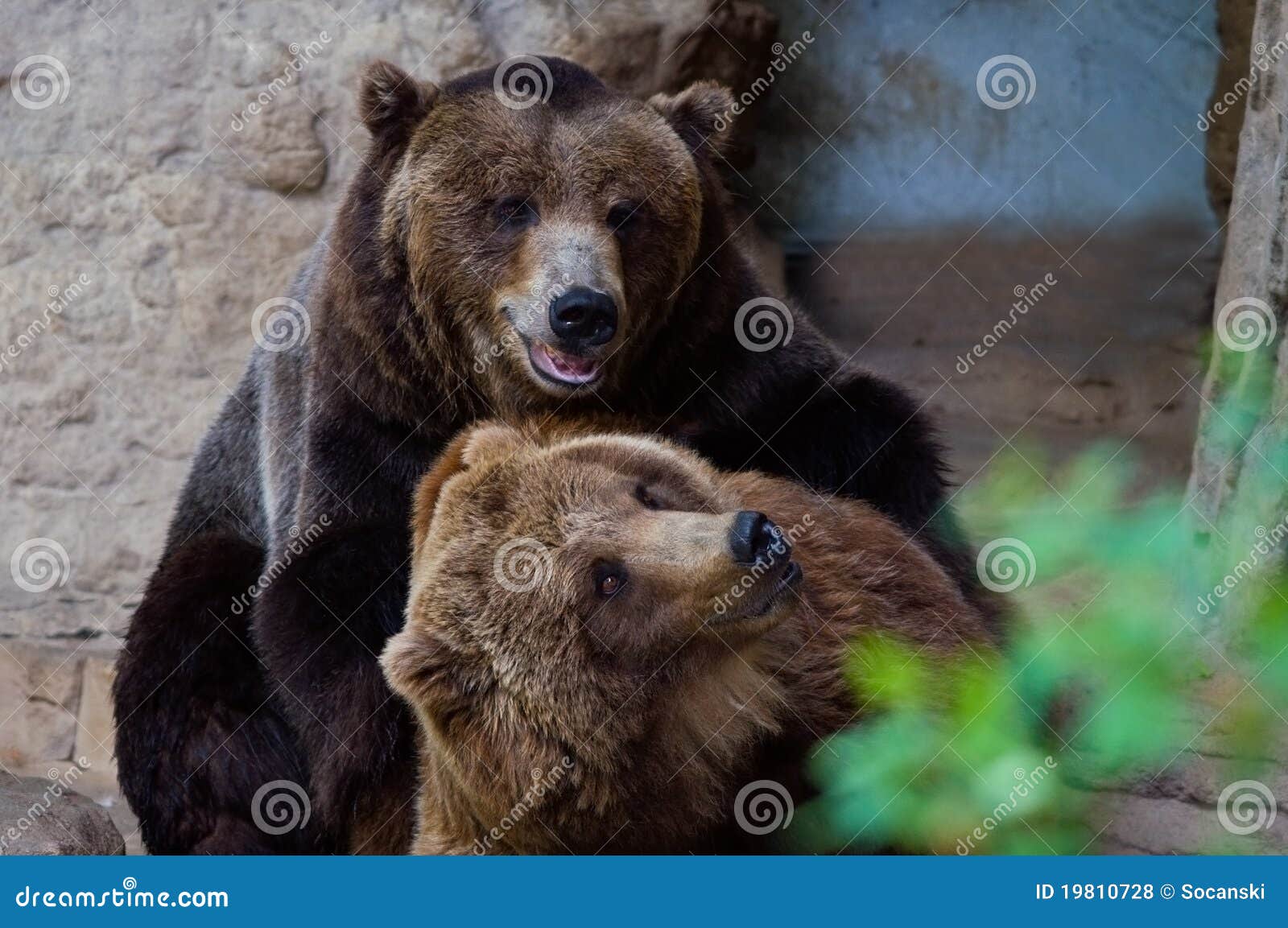 Bears playing stock photo. Image of animals, strong, wildlife - 19810728