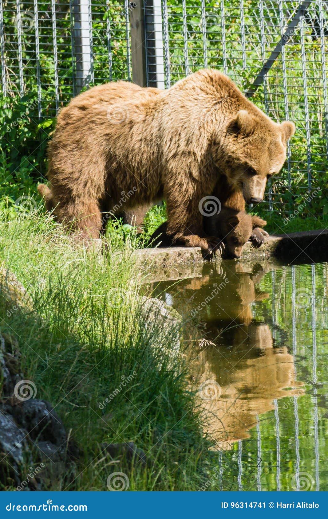 Bears with reflection stock image. Image of reflection - 96314741