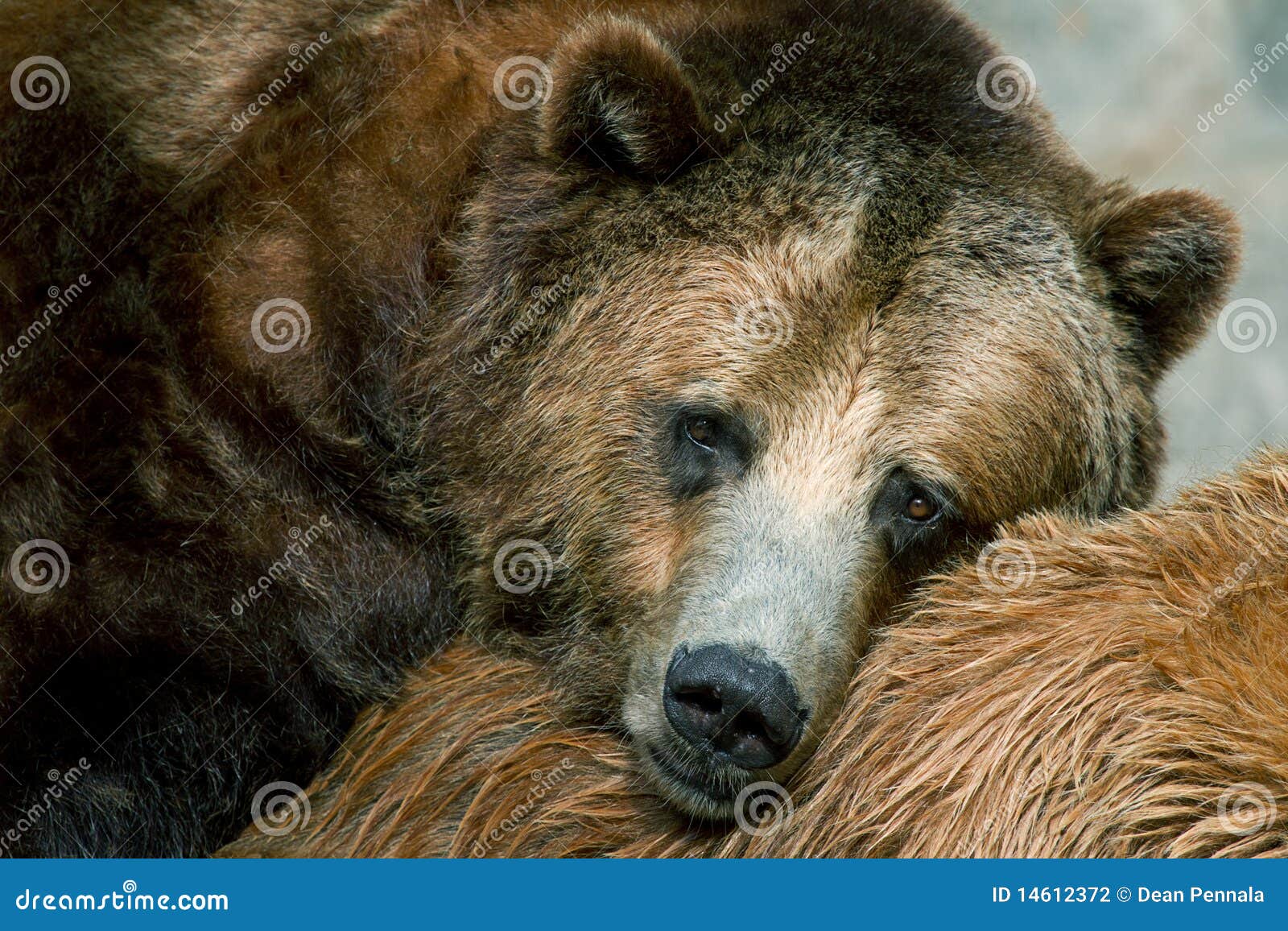 Bears at Rest stock photo. Image of mammals, beautiful - 14612372