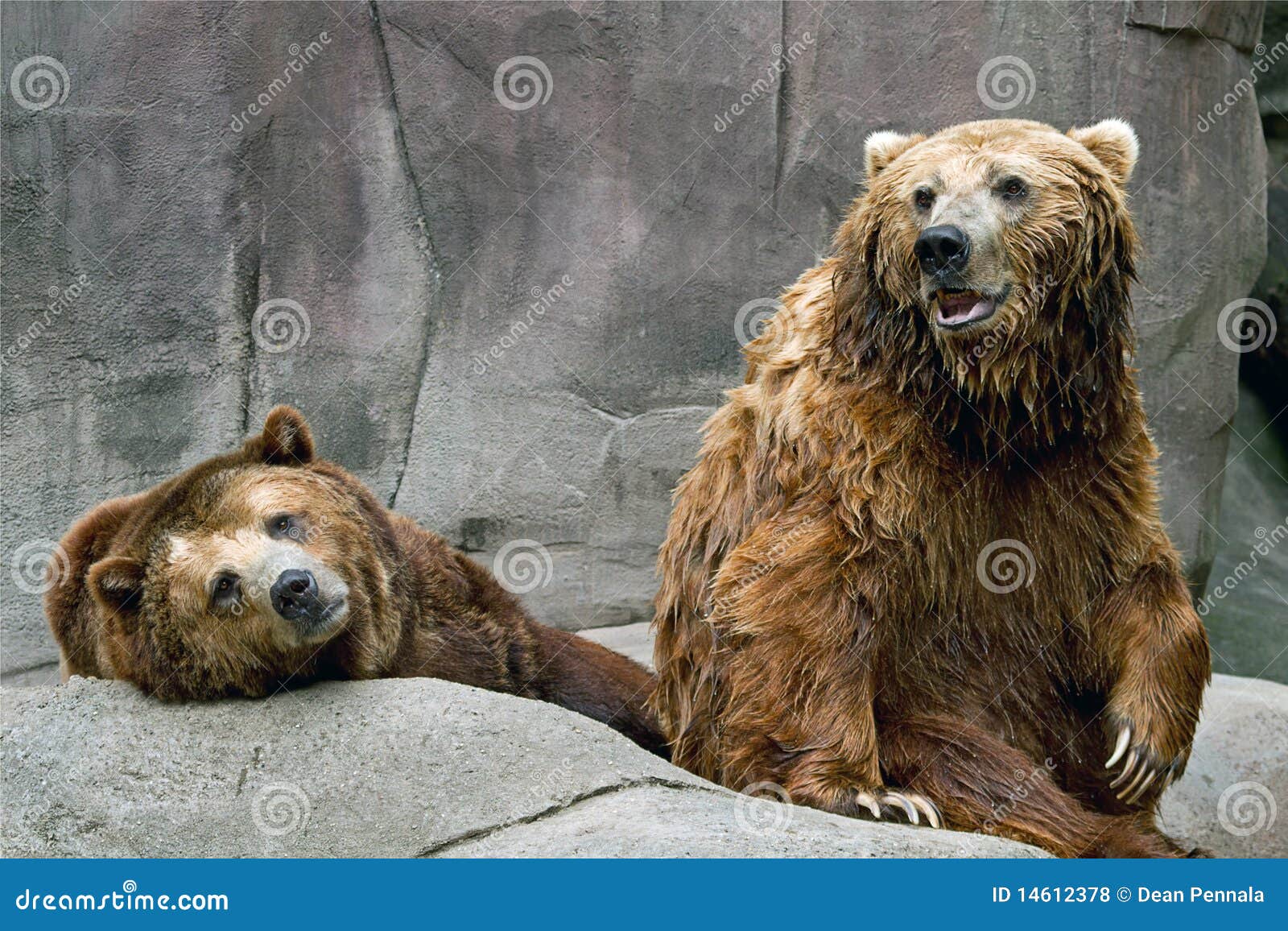 Bears at Rest stock photo. Image of bear, grizzly, captive - 14612378