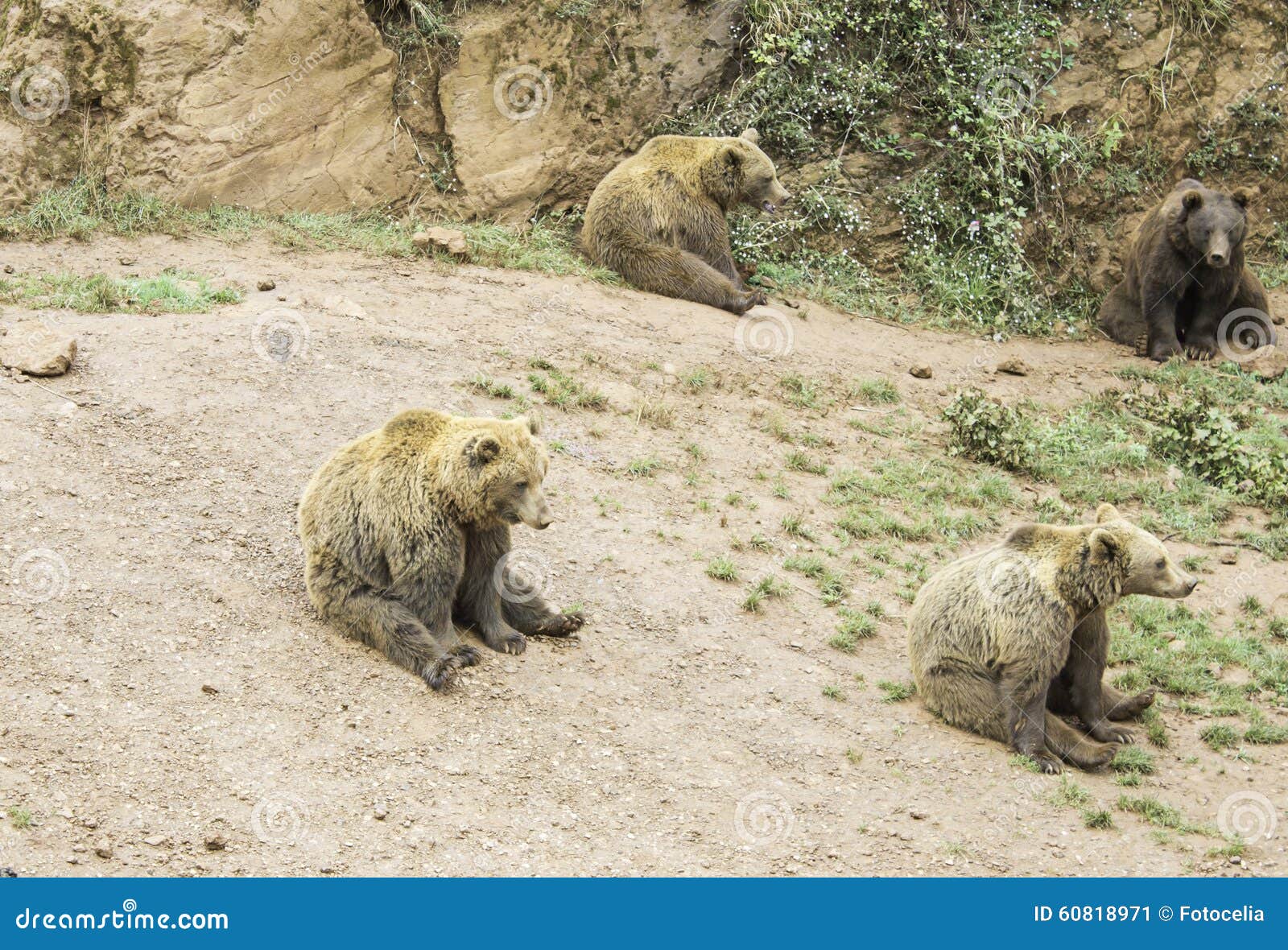 Bears resting stock image. Image of animal, background - 60818971