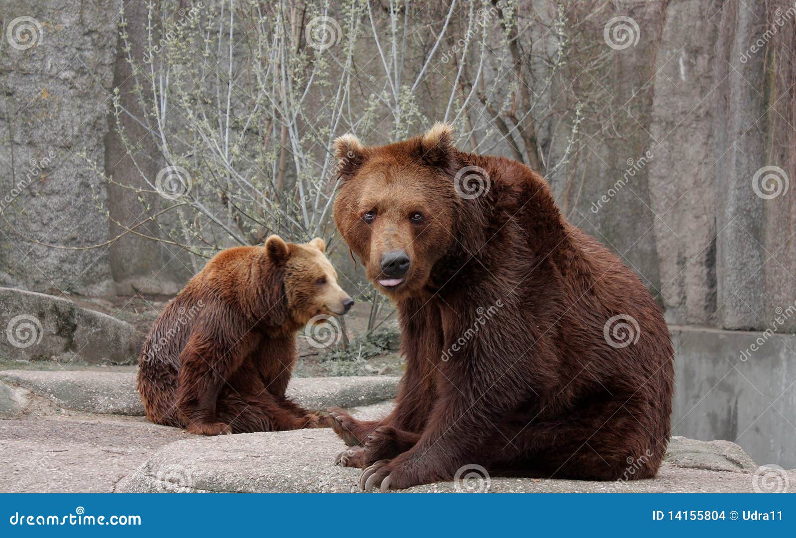 Bears on the rock stock photo. Image of warsaw, bear - 14155804