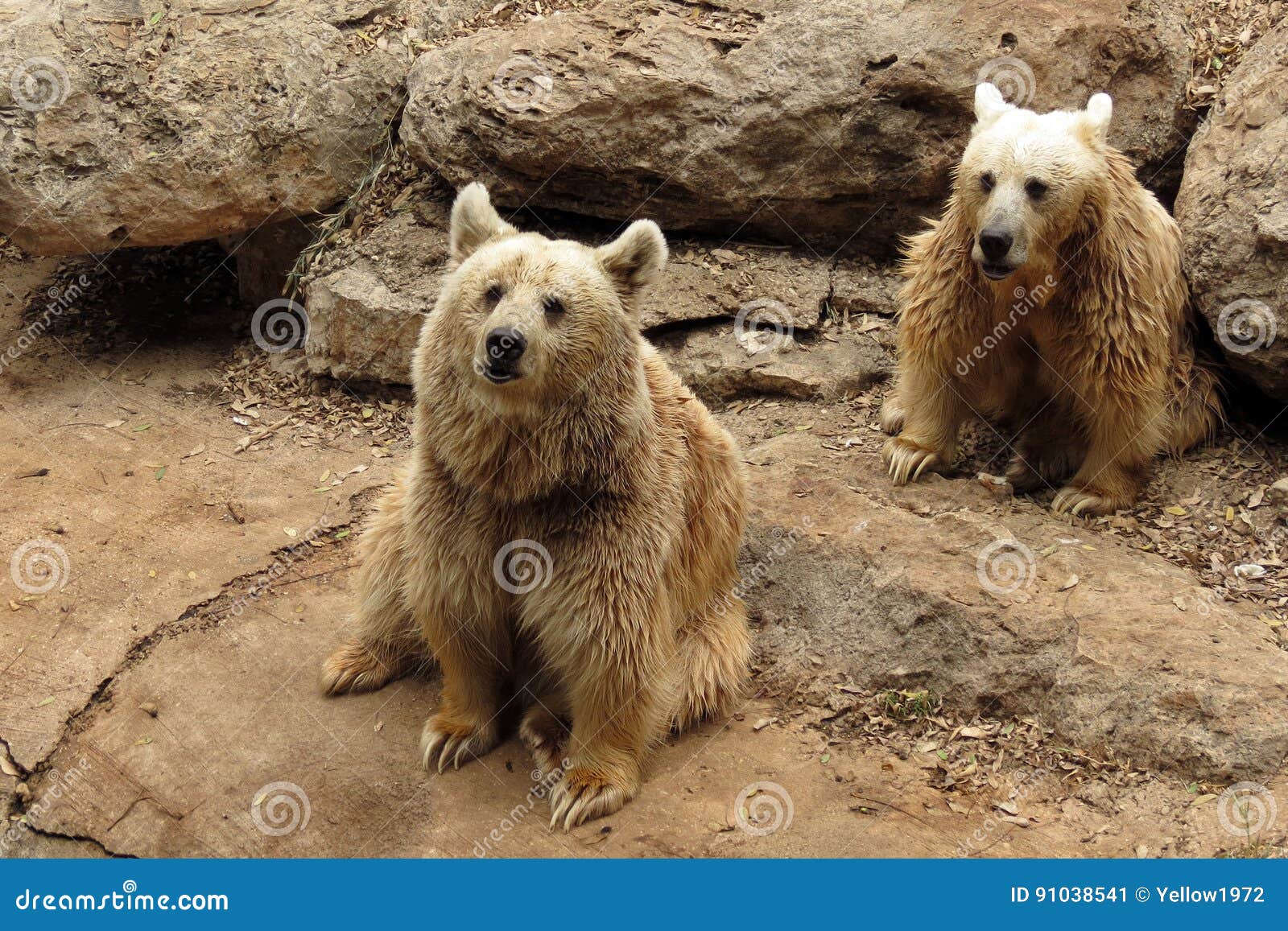 Bears in Safari Ramat Gan, Israel Stock Image - Image of large ...