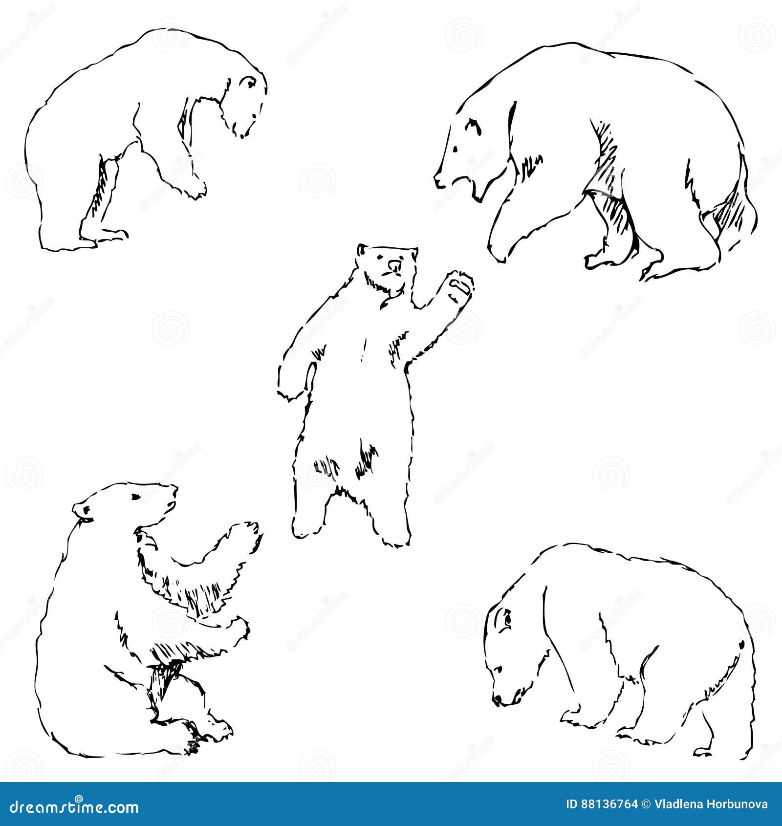 The Bears. Sketch By Hand. Pencil Drawing By Hand. Vector Image. The ...