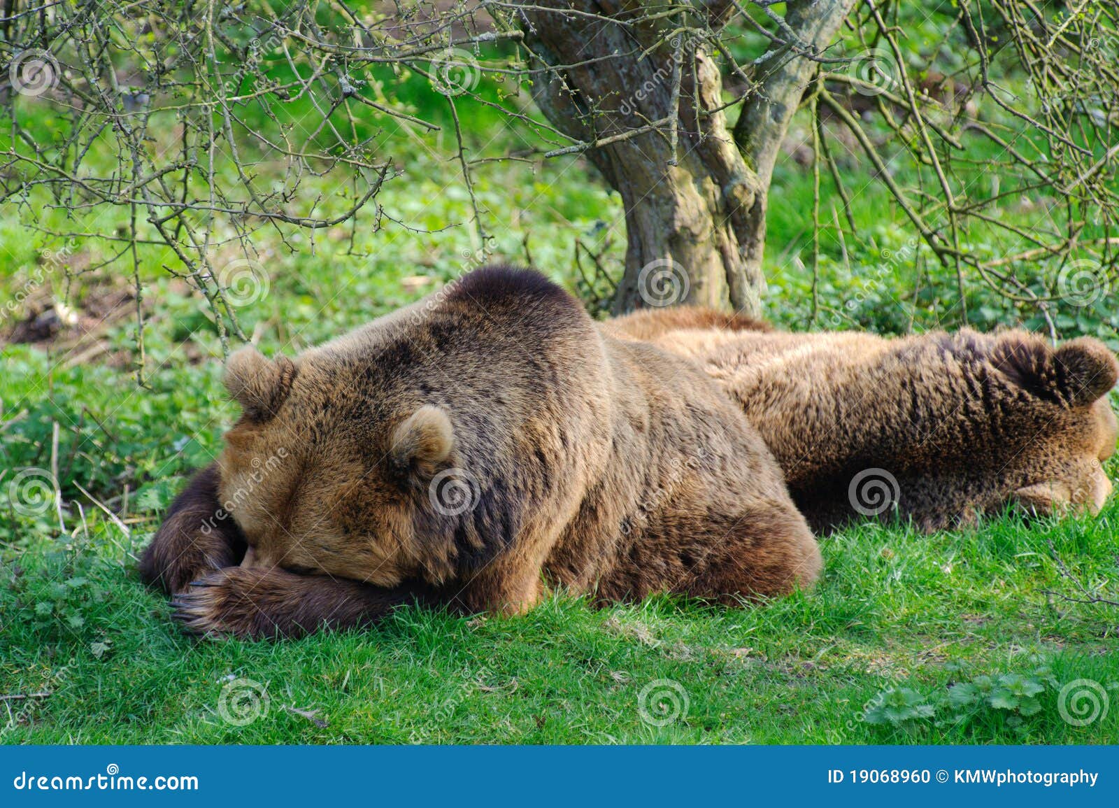 Bears sleeping stock photo. Image of lazy, couple, powerful - 19068960