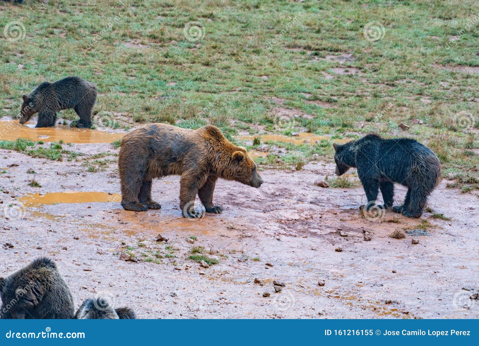 Bears in a spanish zoo stock image. Image of cute, summer - 161216155