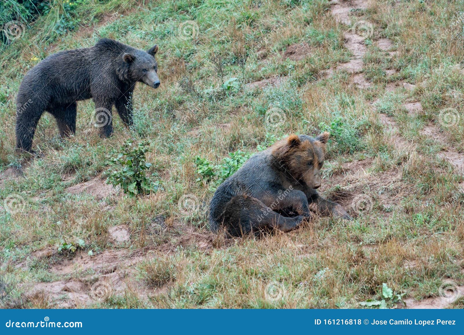Bears in a spanish zoo stock photo. Image of natural - 161216818