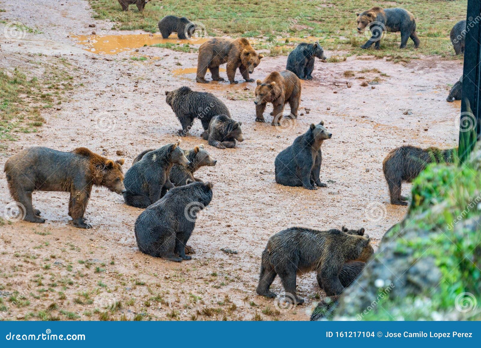 Bears in a spanish zoo stock photo. Image of forest - 161217104