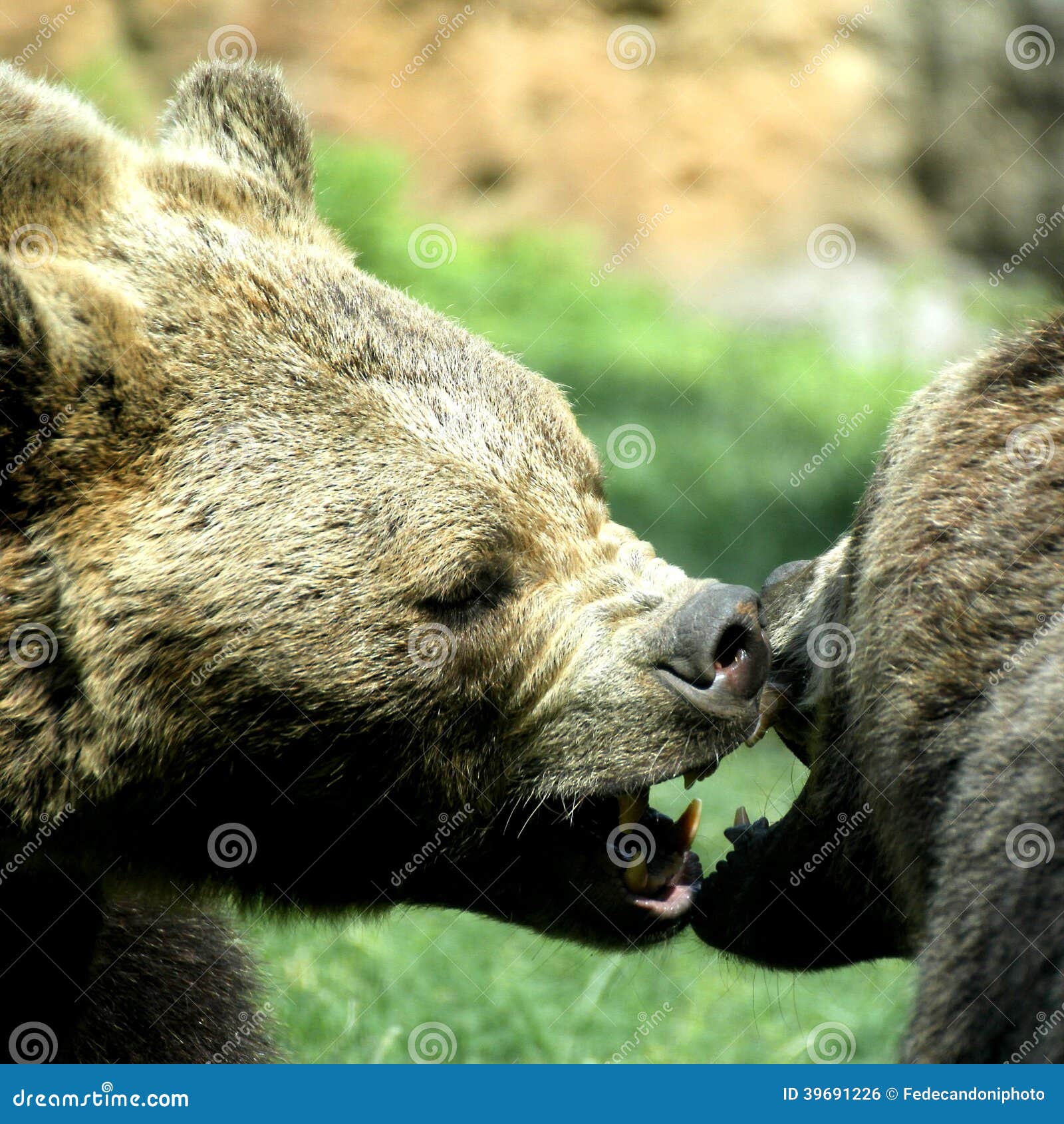 Bears Struggle with Powerful Shots and Open Jaws Bites Stock Photo ...