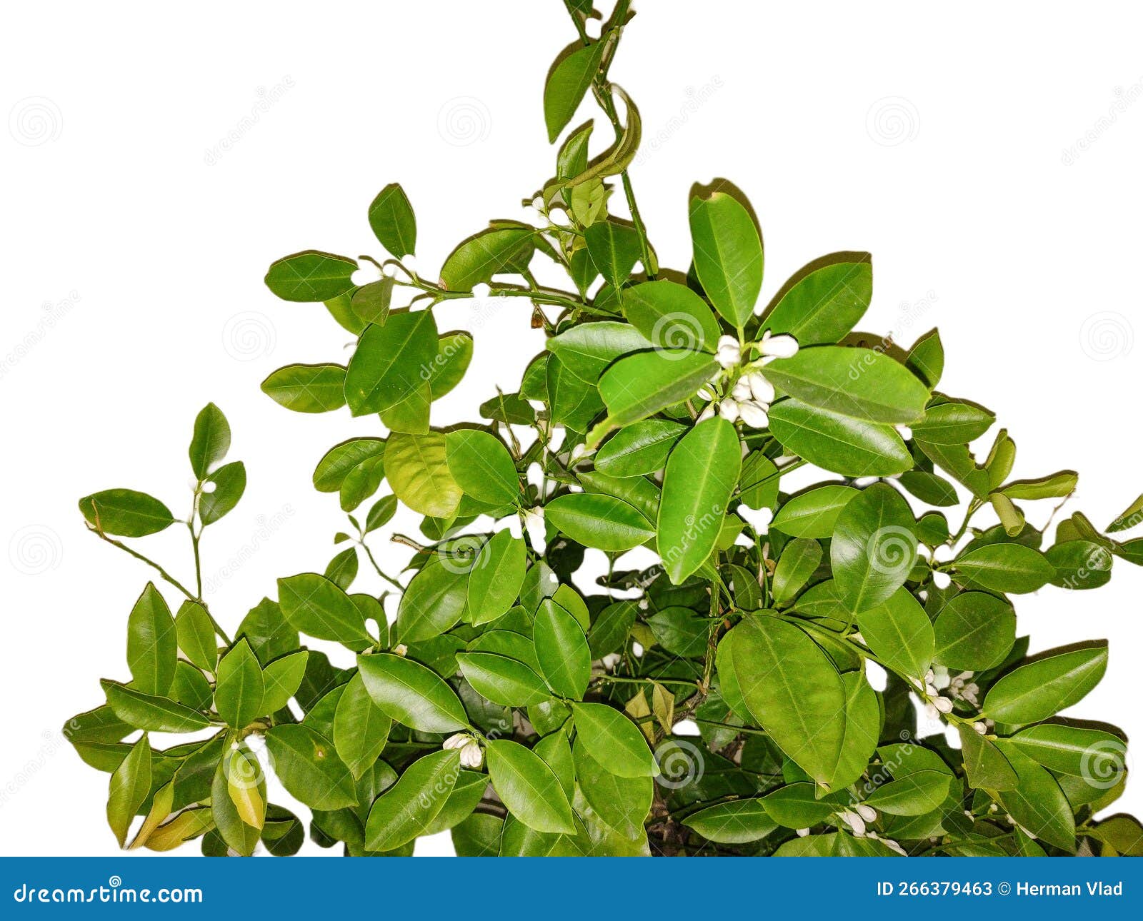 Bearss Lime Plant. Citrus Latifolia Stock Image - Image of nature ...