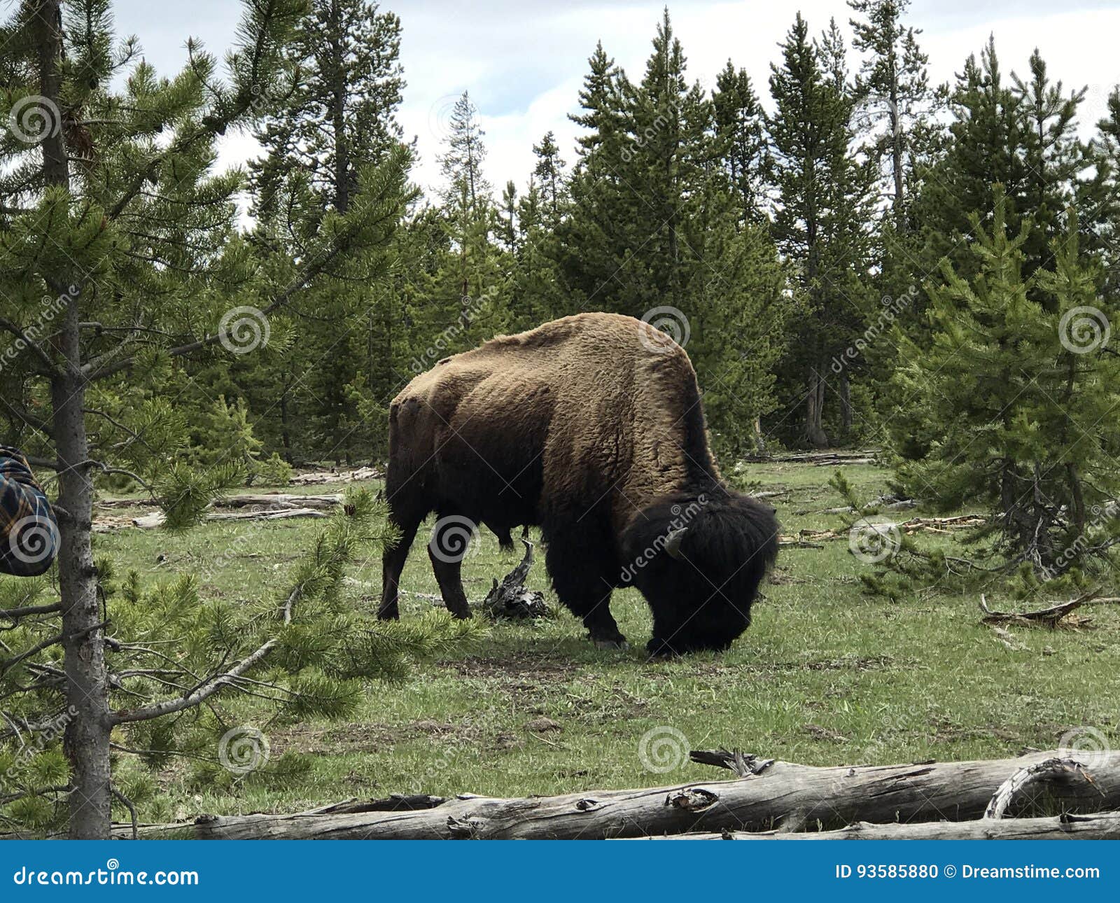 Beast without the Beauty - Bison Stock Photo - Image of national ...