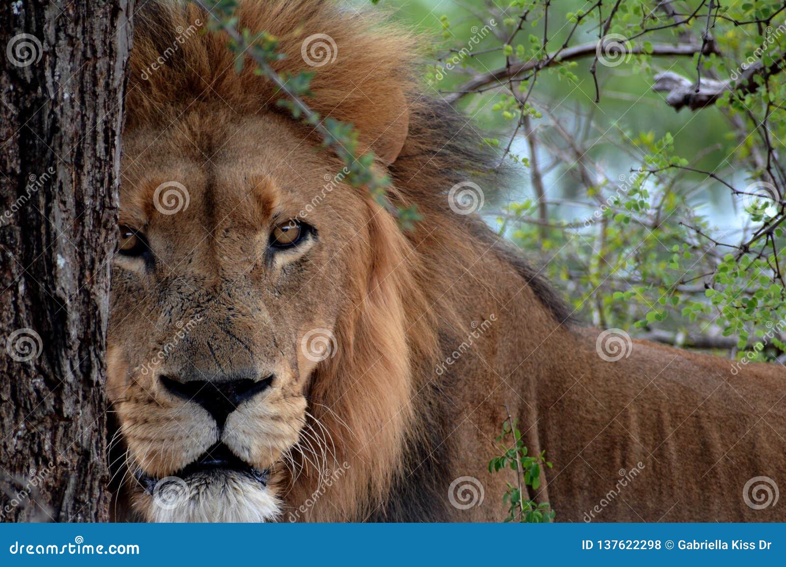 The Beast stock photo. Image of eyes, beast, beautiful - 137622298