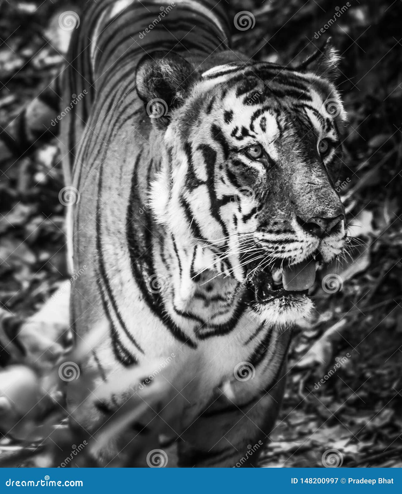 Beast in the wild stock image. Image of wild, tiger - 148200997