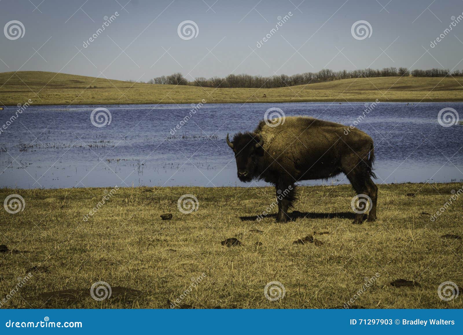 Beastly Stare stock image. Image of nature, buffalo, outside - 71297903