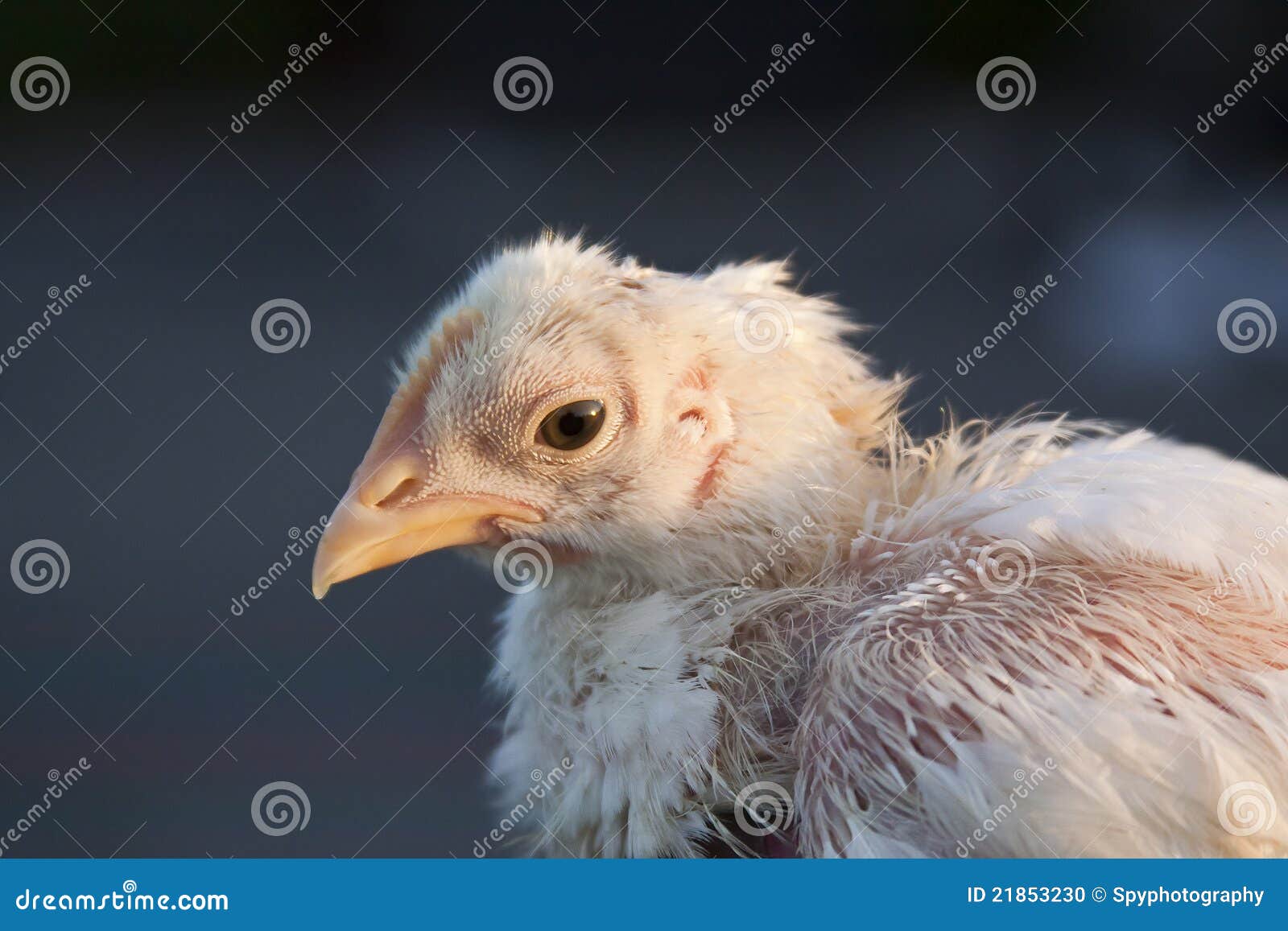 Beat Up Chick stock photo. Image of destroy, destroyed - 21853230