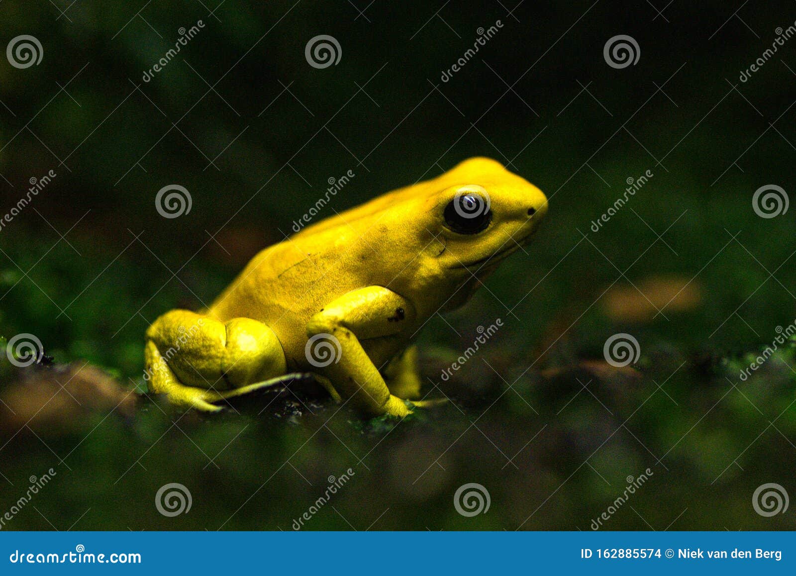 Beata Rana Amarilla Posando Foto de archivo - Imagen de amarillo, cubo ...