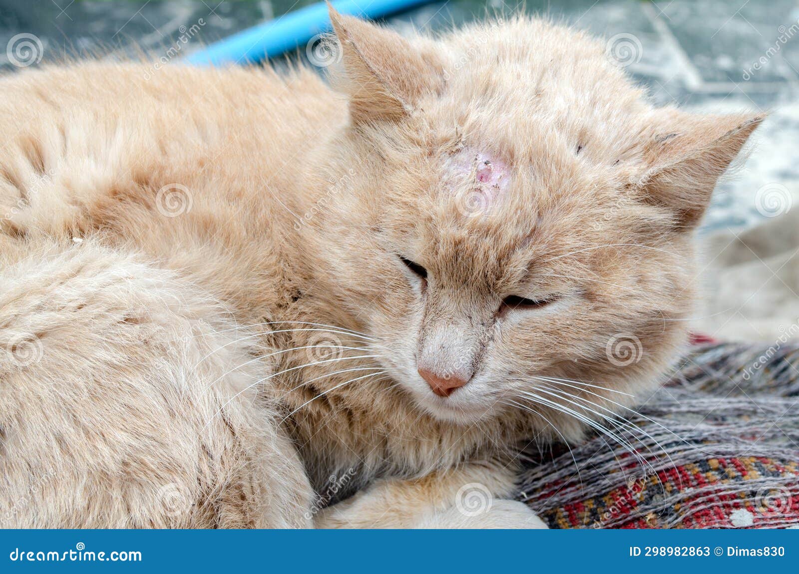 Beaten Cat with a Wound on the Head Stock Image - Image of protection ...