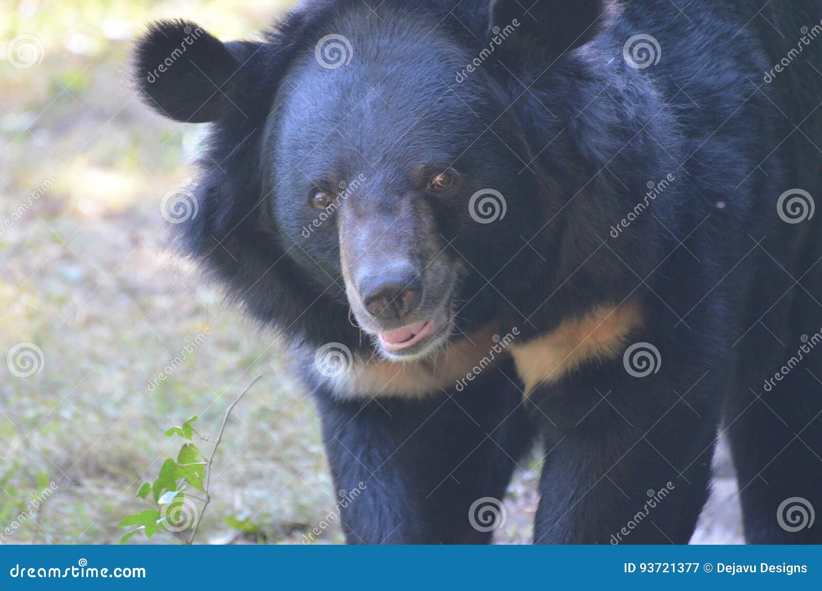 Beatiful Black Sun Bear with a Bit of a Grin Stock Image - Image of ...