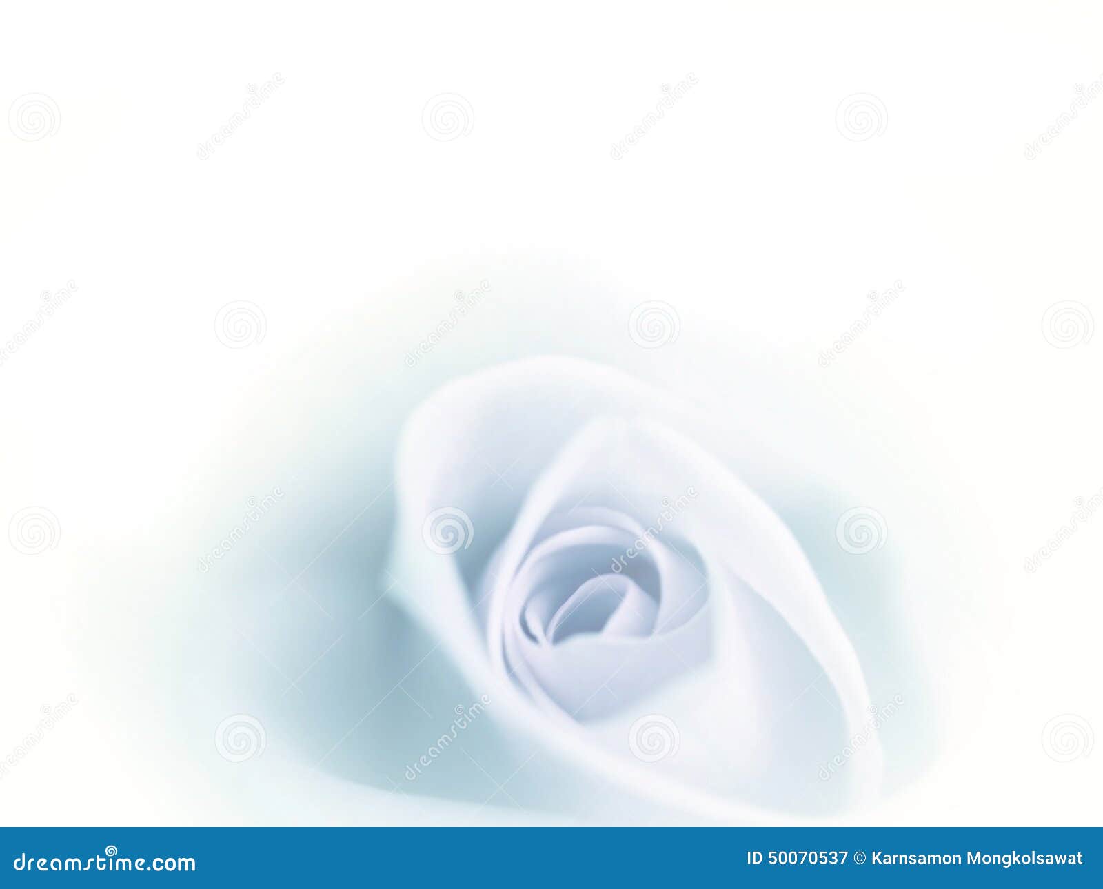 Beatiful Blur Blue Rose Faded on White Background. Stock Image - Image ...
