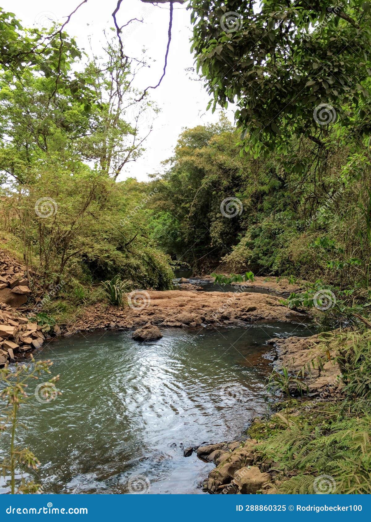 Beatiful and Calm Stream with Trees and Rocks Stock Image - Image of ...