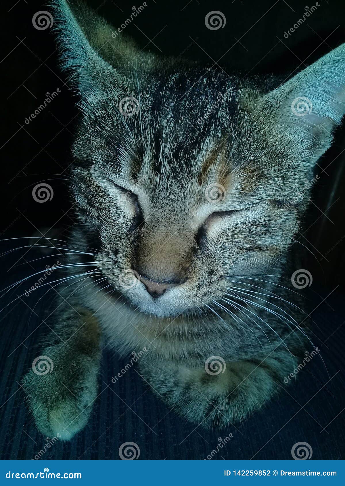 Beatiful cat stock photo. Image of hooby, beatiful, darkness - 142259852