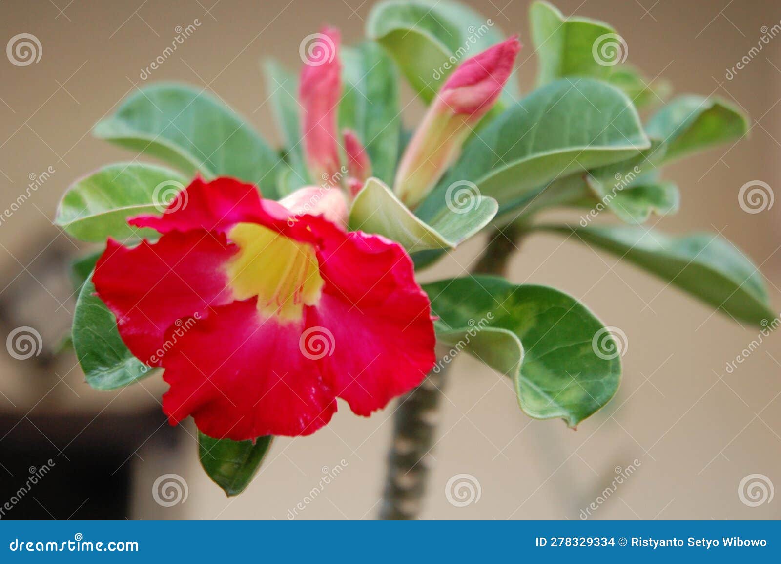 Beatiful Color Combination of Adenium Stock Photo - Image of azalea ...