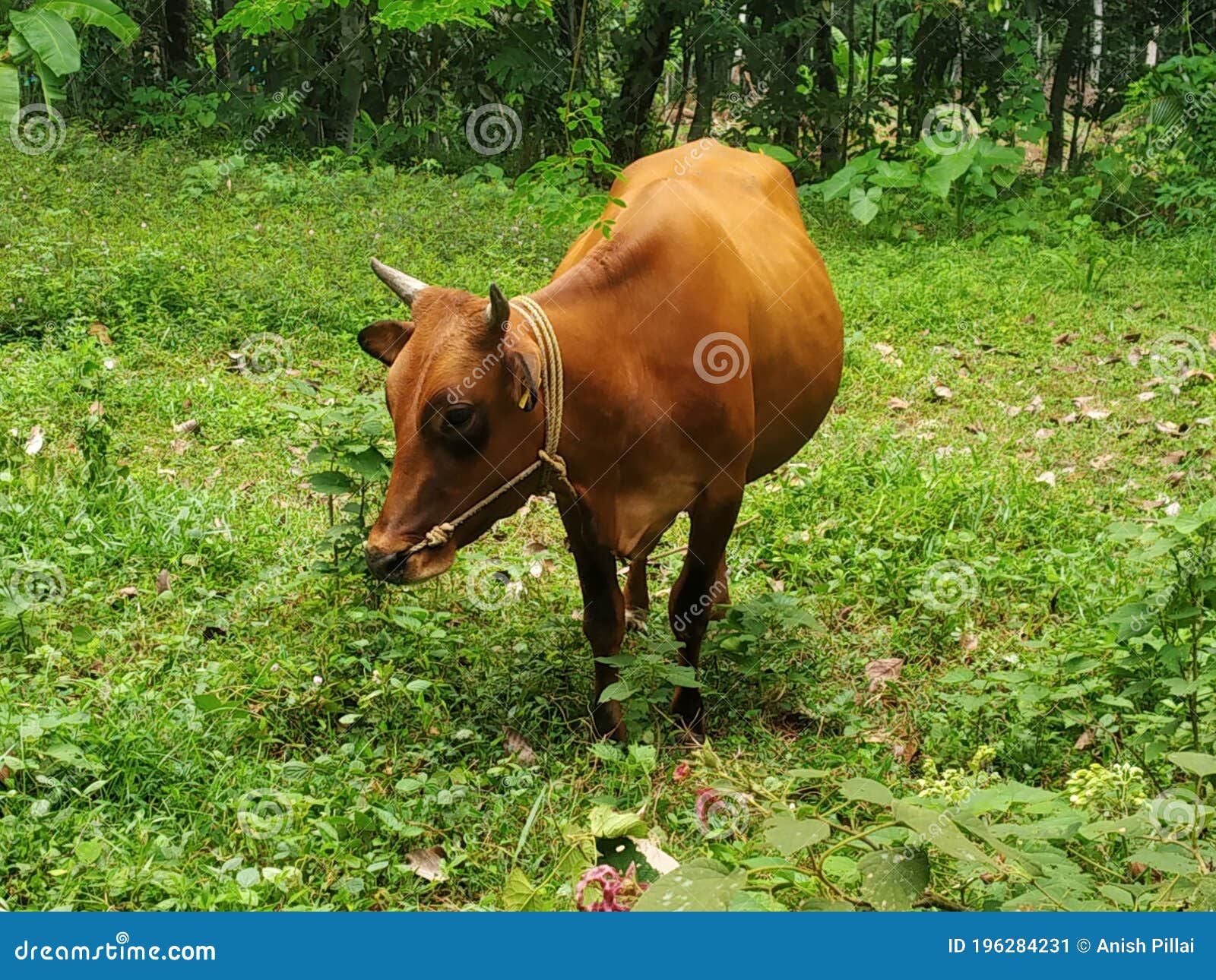 Beatiful Cow Posing for Photo Stock Image - Image of mare, posing ...