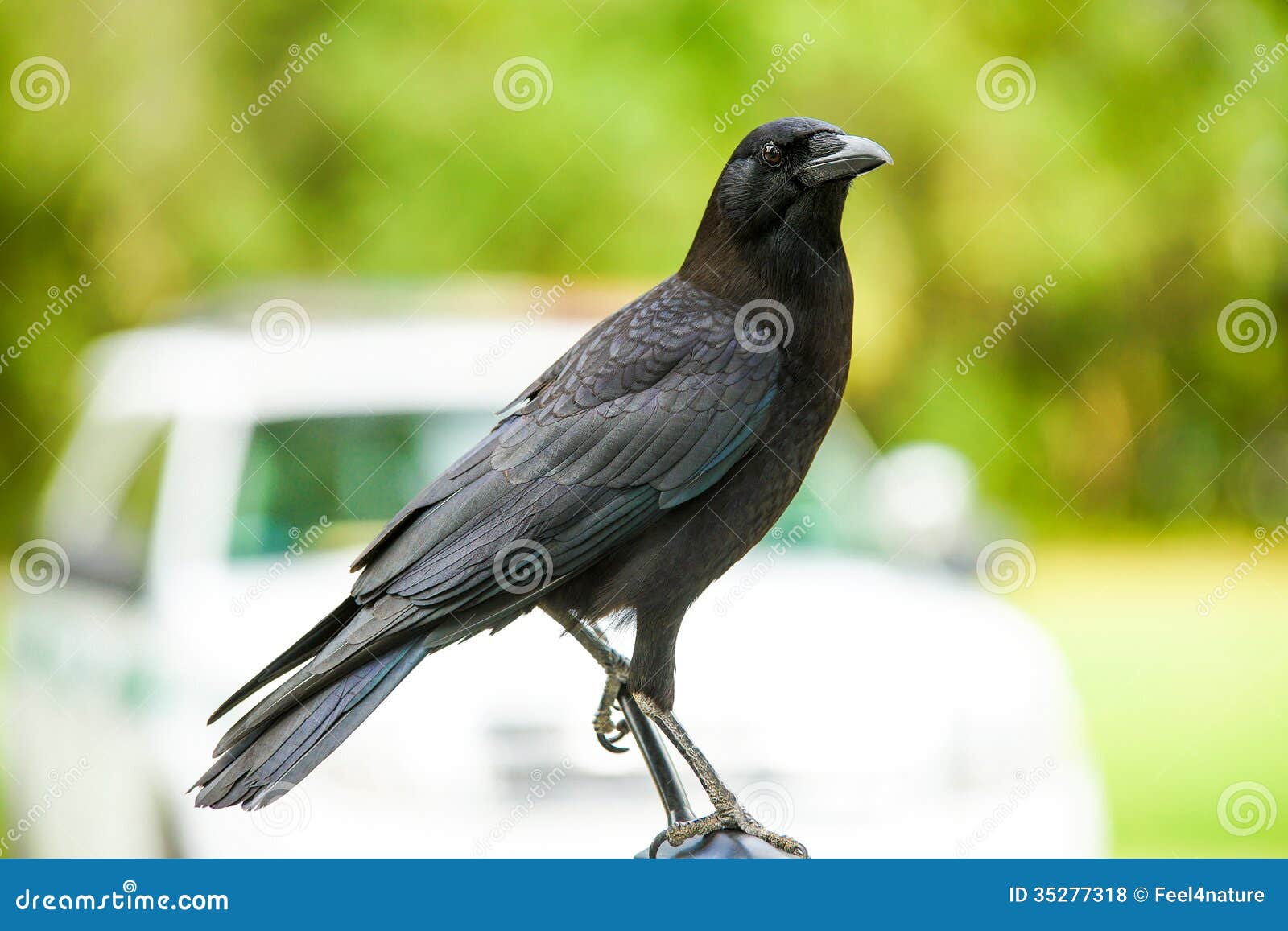 Beatiful Crow Photos - Free & Royalty-Free Stock Photos from Dreamstime