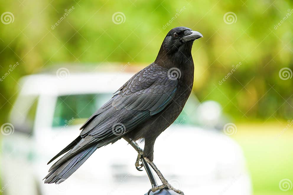Beatiful Crow stock photo. Image of carrion, wild, isolated - 35277318